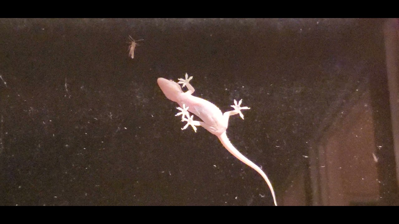 0251 Does the Gecko get the Bug? - YouTube