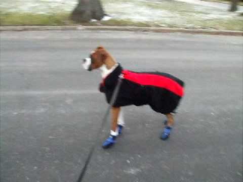 Cute Boxer Puppy Takes a Walk - YouTube
