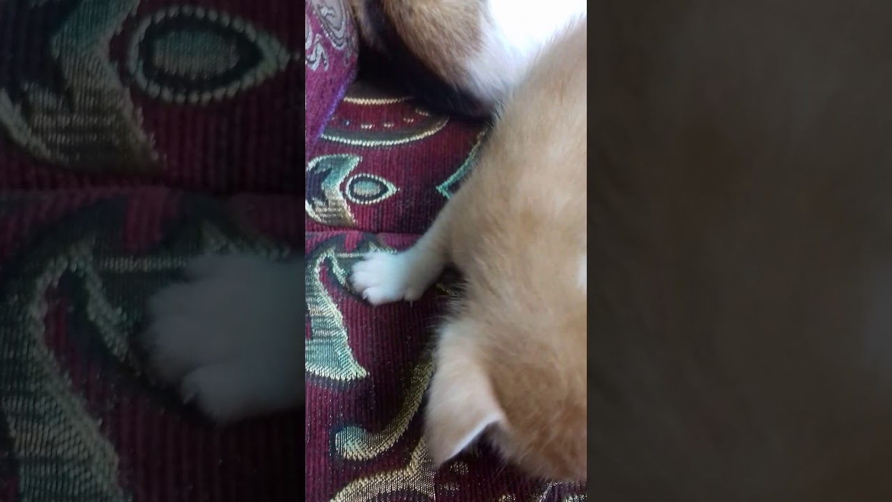 Cat fight n game - YouTube