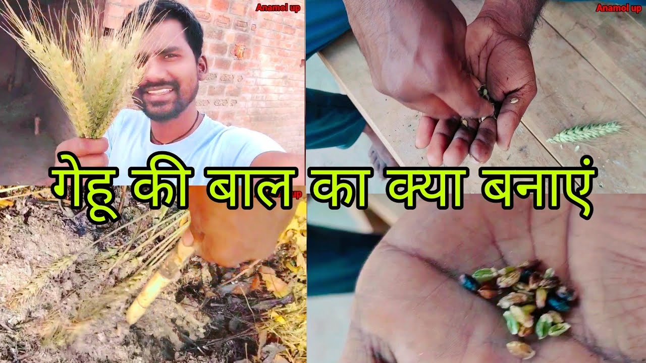 गेहूं के बाल का भुखा खाऐ🌾 || 🌿gehun ka Bal#viral #video #viralvideo # ...