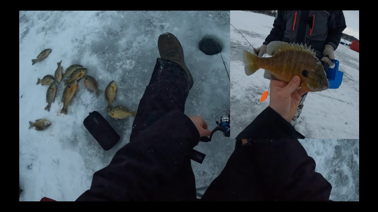 Michigan Bluegill Fishing! (Ice Fishing 2025) - YouTube