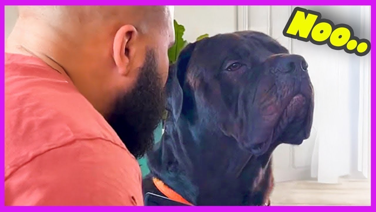 Dogs Being Dramatic Funny Dog Videos Try Not to Laugh Dogs Smart Dogs ...