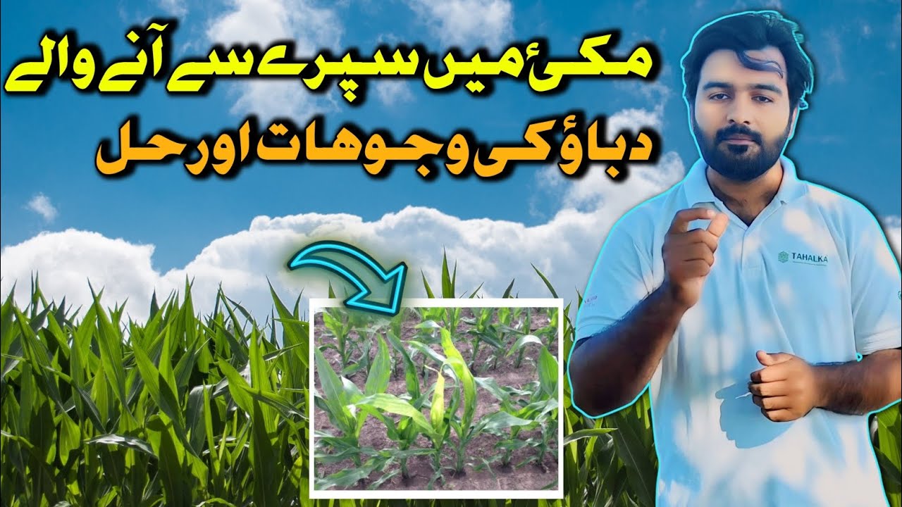 Stress of weedicide on Maize, Prevention and Solution|Phyto Doctor. - YouTube