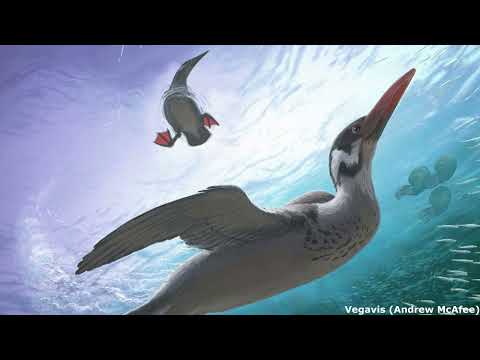 'If It Walks Like A Duck...': Exploring the Early Evolution of Duck-Like Birds