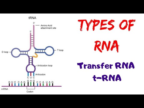 Types of RNA | t-RNA | in Hindi - YouTube