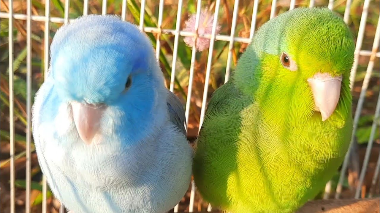 Forpus ASMR Forpuses have a very powerful singing. The sound of forpus so loundly. - YouTube