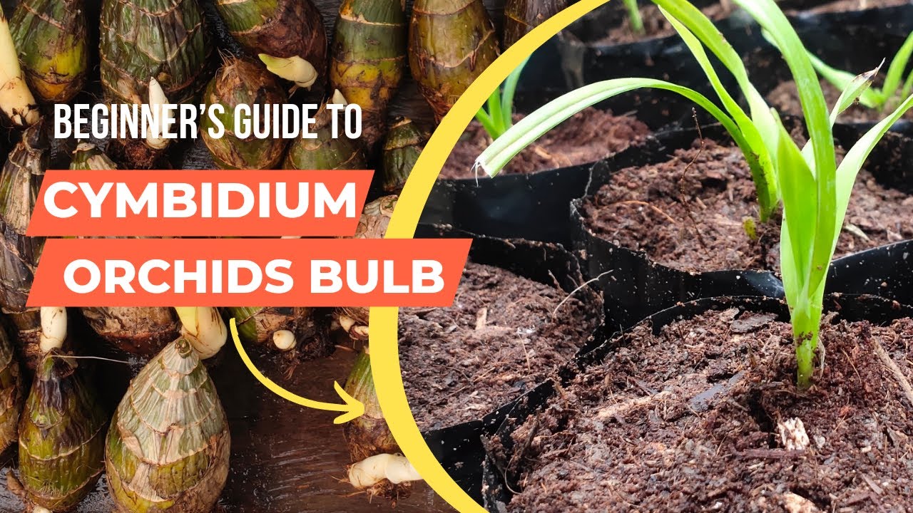 Bulb cymbidium orchids ll How To transplant cymbidium orchids bulbs ll ...