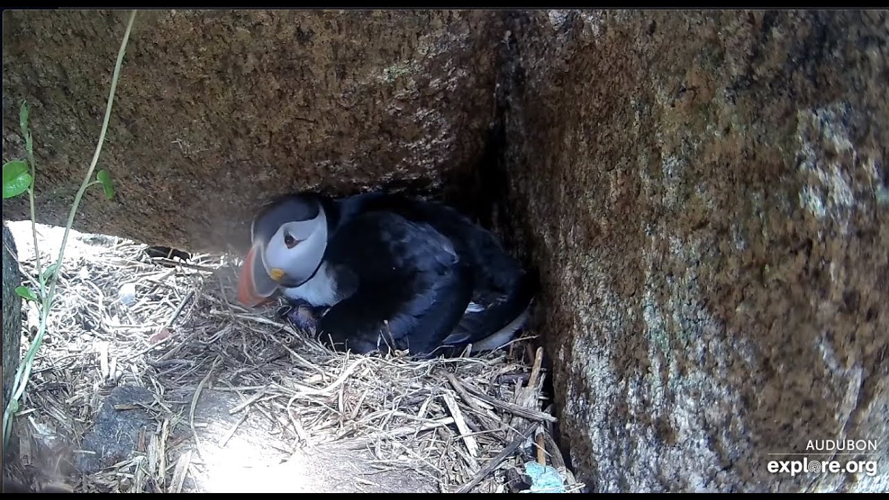 Audubon Puffins 2023 Baby Puffin just hatched! Explore.org - YouTube