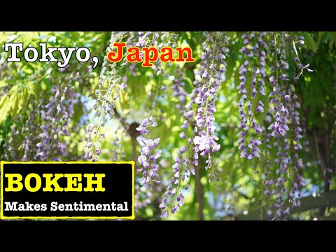 [BOKEH 4K]Japan Photo Walk - Japanese garden in Tokyo, Holiday afternoon, Apr. 2022