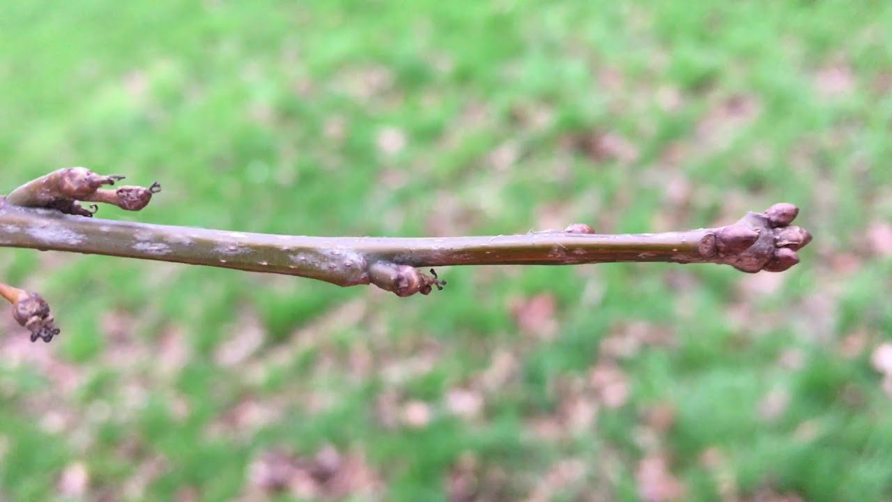 Pin oak - twig & buds - December 2018 - YouTube
