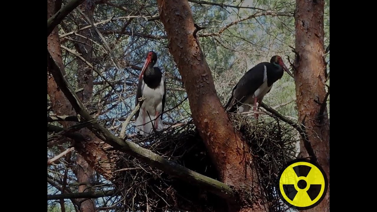 Black Stork (Ciconia Nigra) on the nest in the Chornobyl Exclusion Zone ...