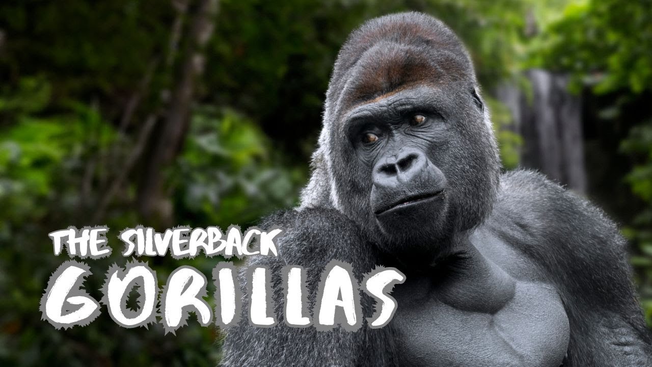 Silverback Gorillas / World Playground - YouTube