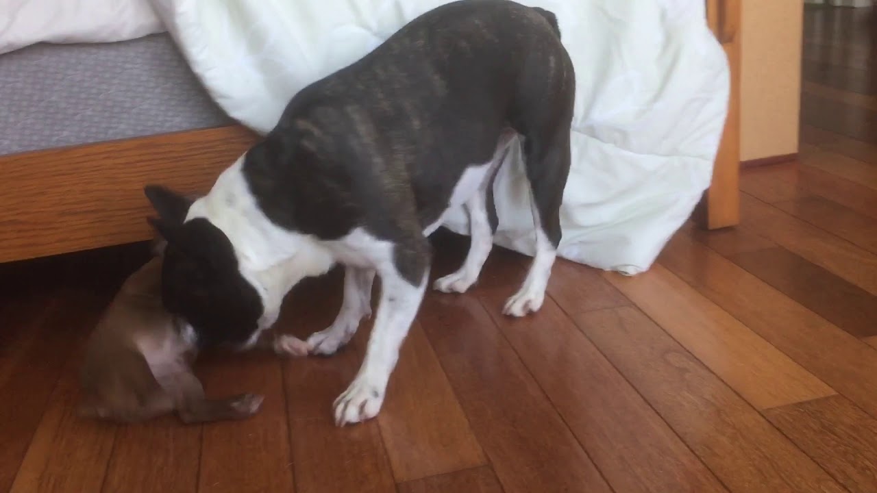 Dog Shenanigans 1 - YouTube