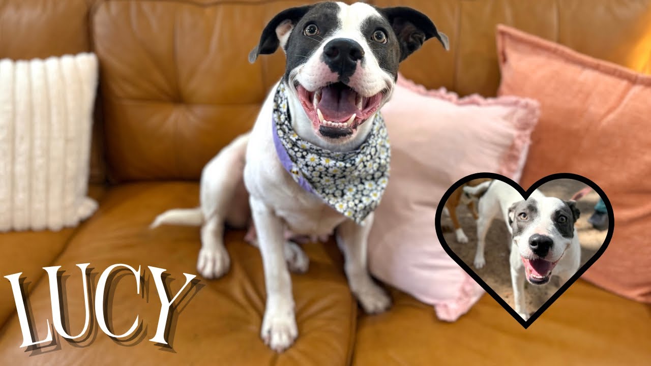 Meet Lucy with the Sweet Smile! - YouTube