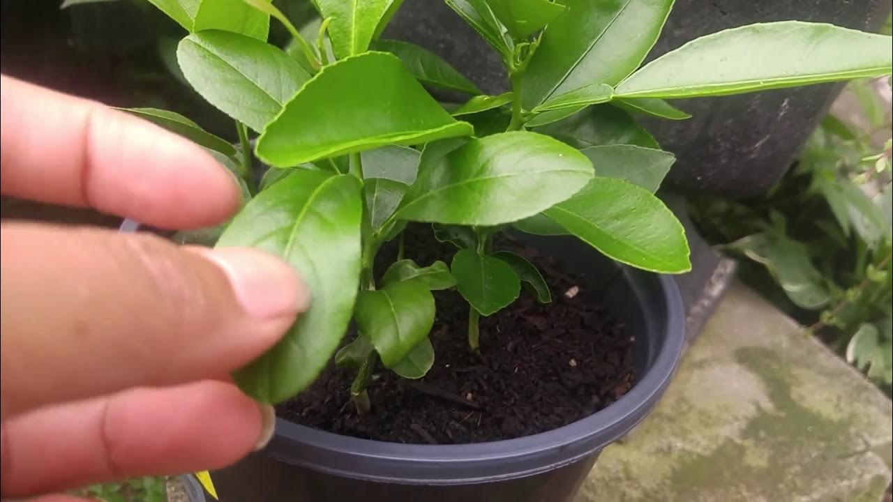 "Lemon Tree" from seed to 5 months old - YouTube