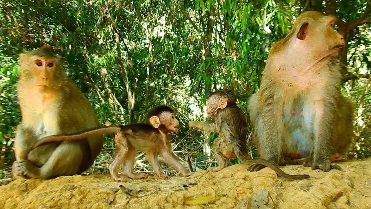 Cute baby Ara asking little Ara playing - YouTube