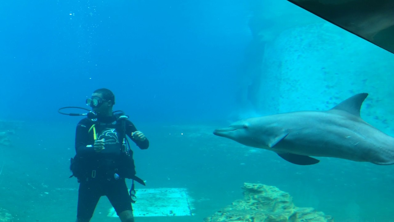 Dolphin Show @ SEA Aquarium, Resorts World Sentosa - Singapore - YouTube