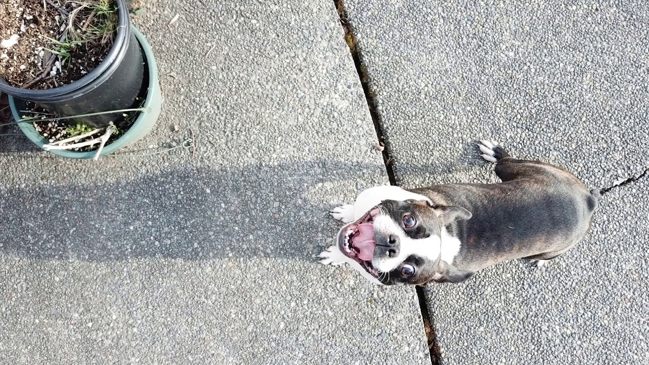 Gizmo - Angry Boston Terrier - DJI Mavic Pro Drone - Funny Boston ...