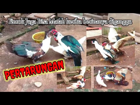Bebek Jantan Memperebutkan Betina || ENTOK TUA vs Entok Muda