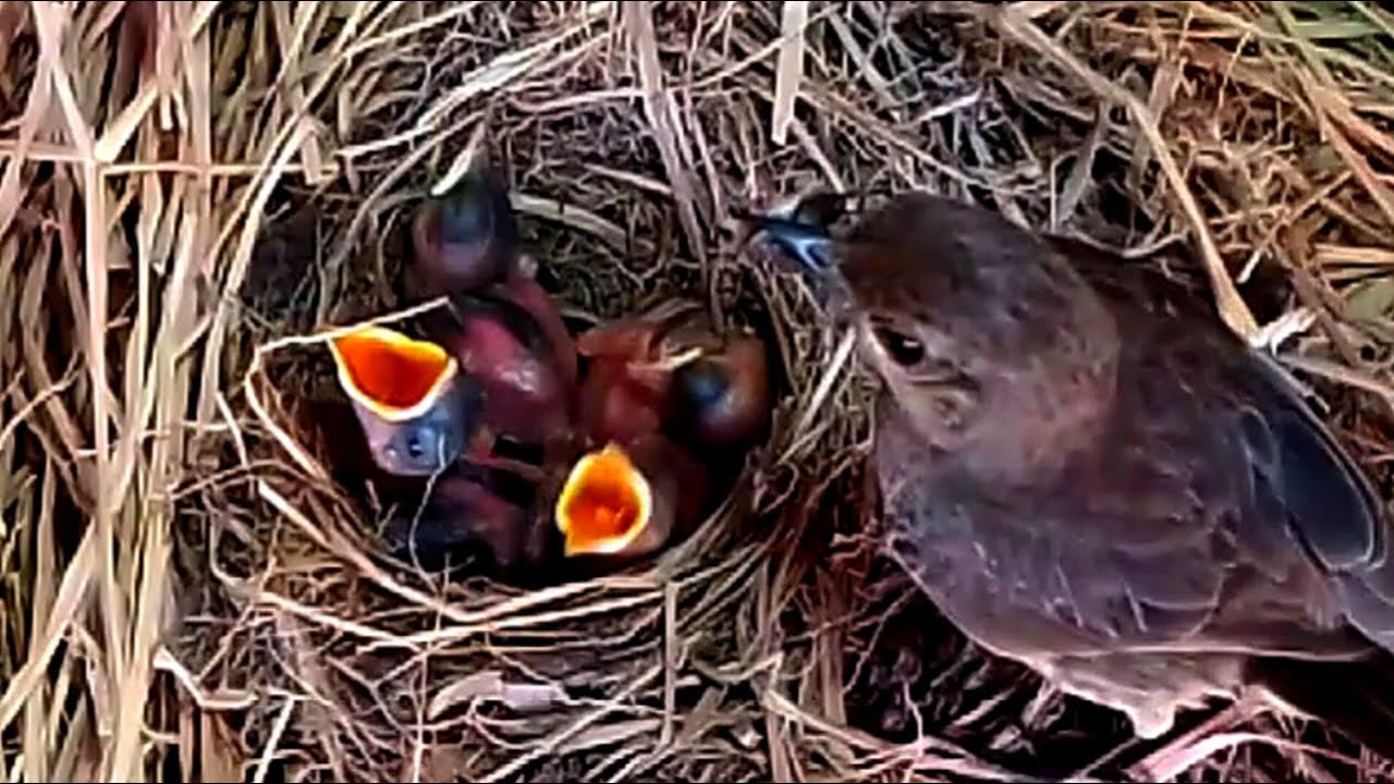 Sooty chat trying Birds Bring food to call babies to eat - YouTube
