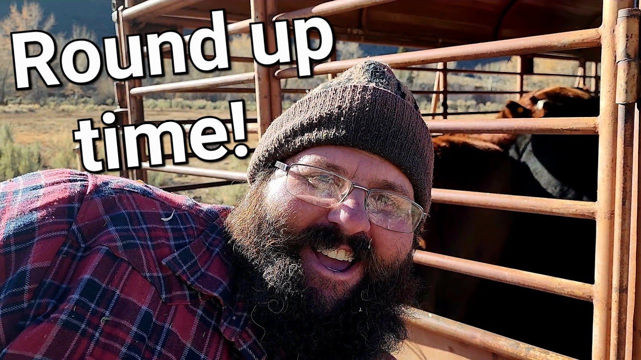 Cow round up & Bull battle for dominance #homesteading #cow #bull #home ...