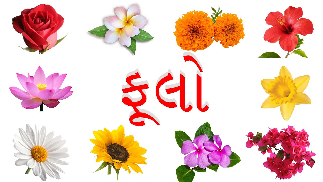 Flower Name In Gujarati Kids Video By Liyakat Badi YouTube flower-name-in-gujarati-kids-video-by-liyakat-badi-youtube