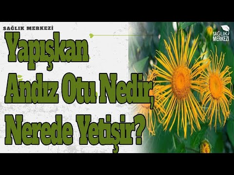 YAPIŞKAN ANDIZ OTU NEDİR, NEREDE YETİŞİR #sağlık#şifalı bitkiler#doğal tedavi#andız otu
