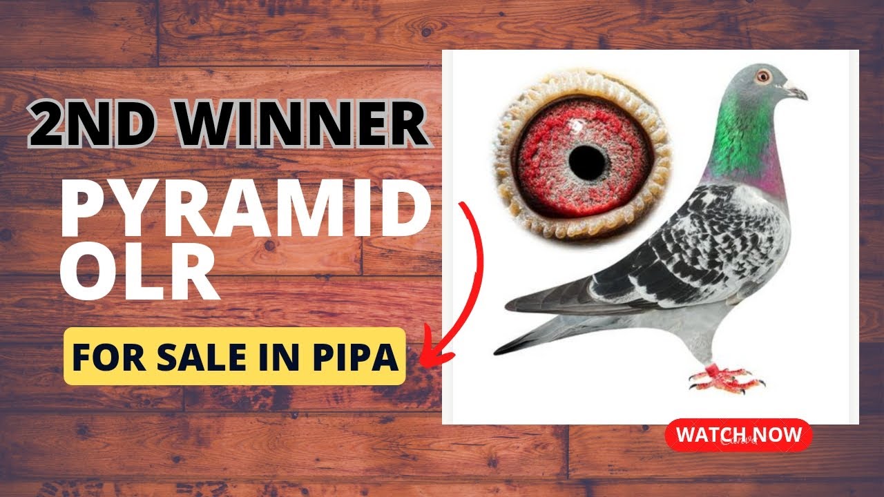 Winner Of 2nd Place Racing Pigeon Of Pyramid One Loft Race 2023 For ...