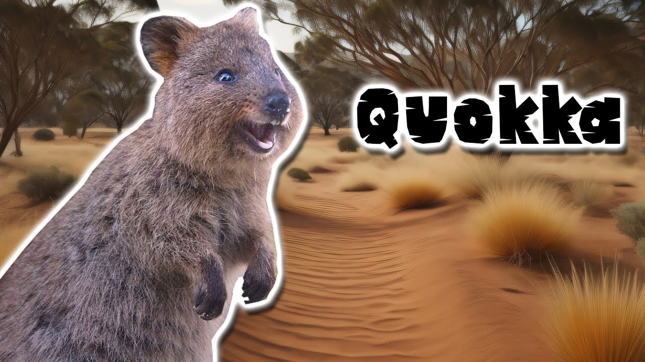 El Quokka: El animal más feliz del mundo en su paraíso en Australia ...