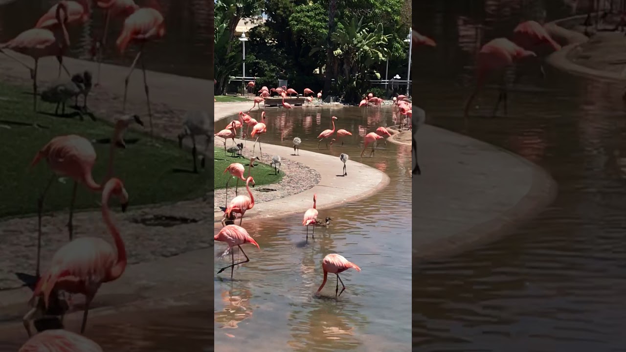 Beautiful flamingos at San Diego SeaWorld - YouTube