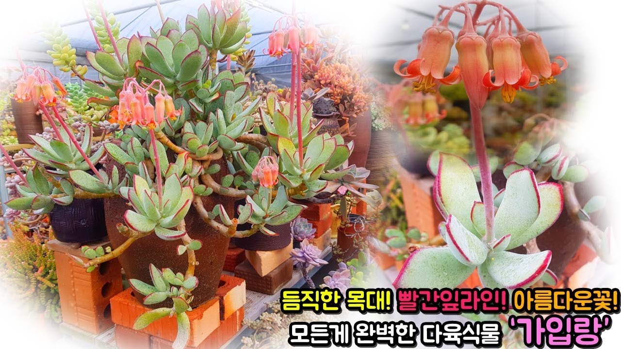 듬직한목대 새빨간잎라인 아름다운꽃 3박자가 고루 갖춰진 다육식물 가입랑 Youtube
