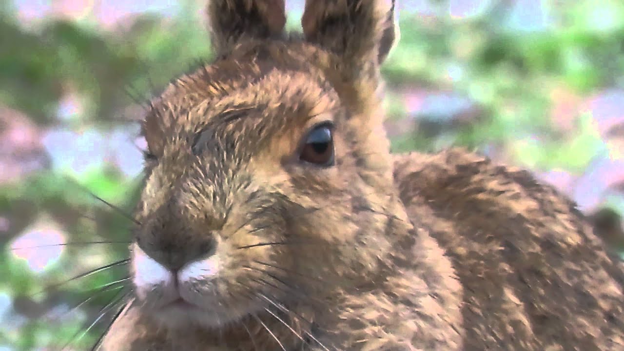 Wild Rabbit seen at Cabot Trail in Nova Scotia - YouTube