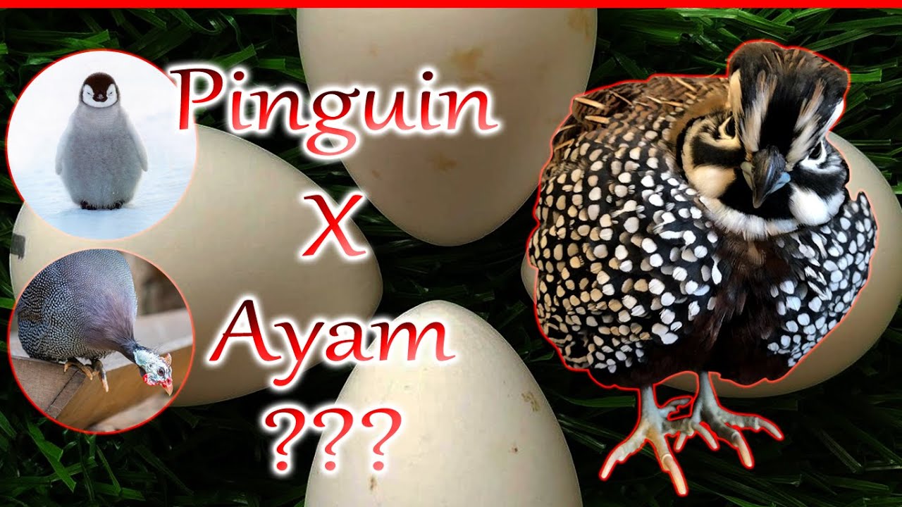 Binatang lucu hasil penemuan silangan baru | Mearns Quail - YouTube