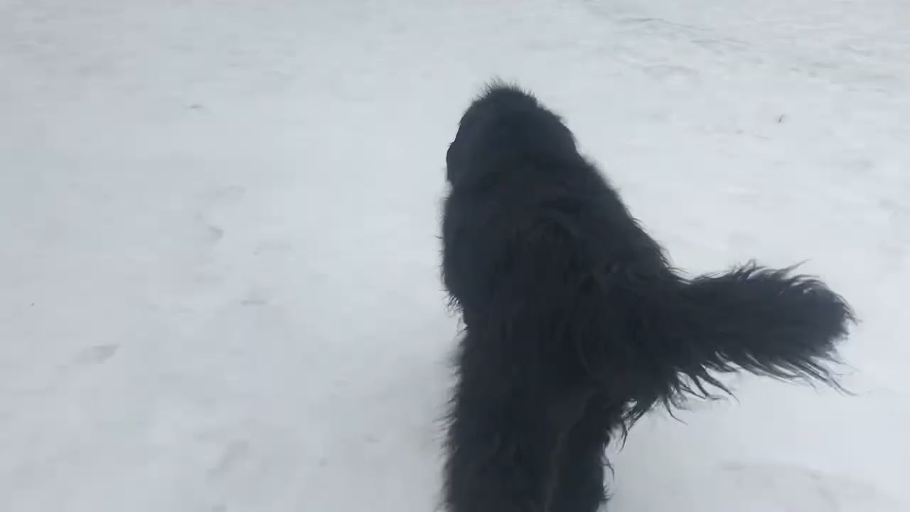 Phantom’s world. Newfoundland Phantom and mama discover a new pathway ...