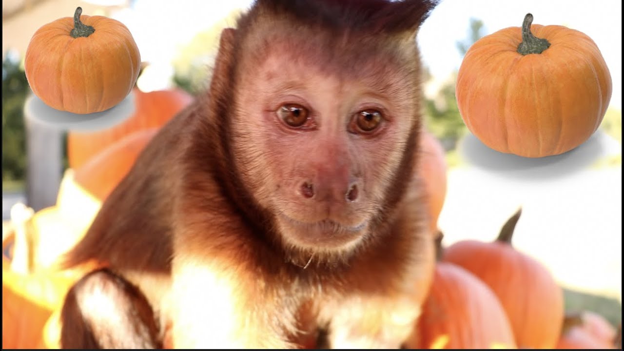 Capuchin Monkey At The Pumpkin Patch! #HappyFall #Halloween - YouTube