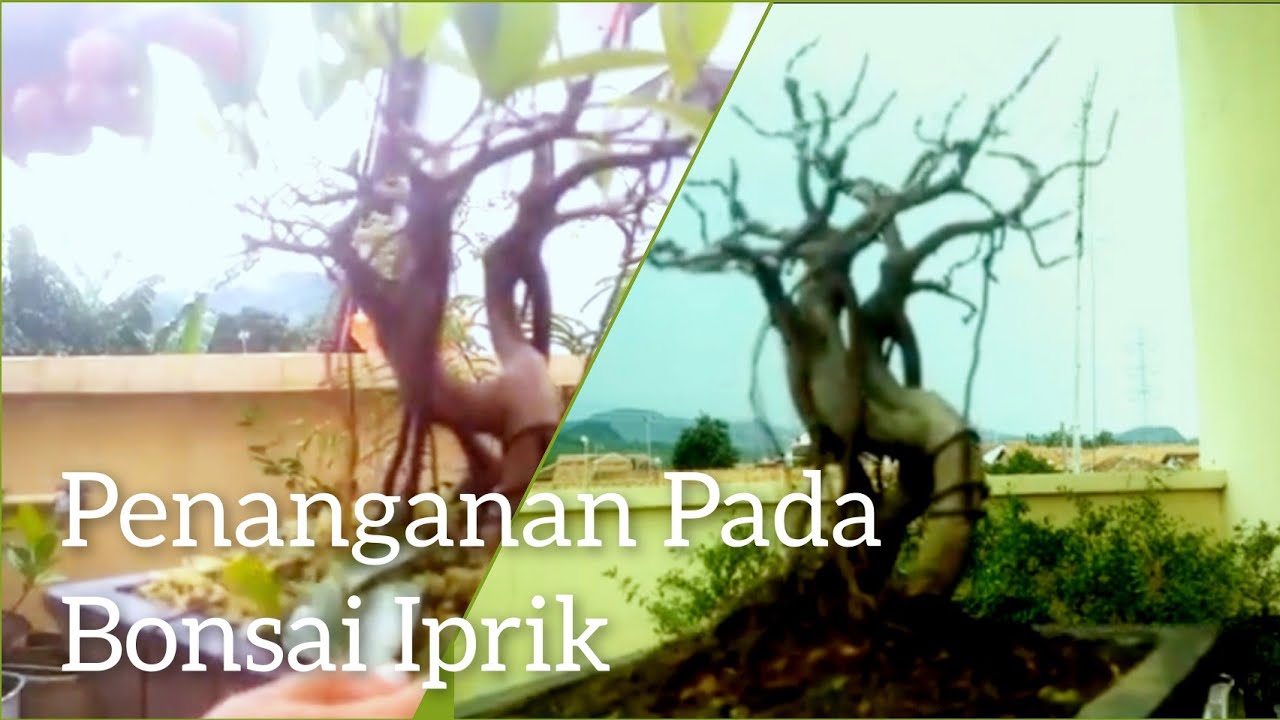 Dengan penanganan seperti ini bonsai Iprik/Preh jadi lebih menarik ...