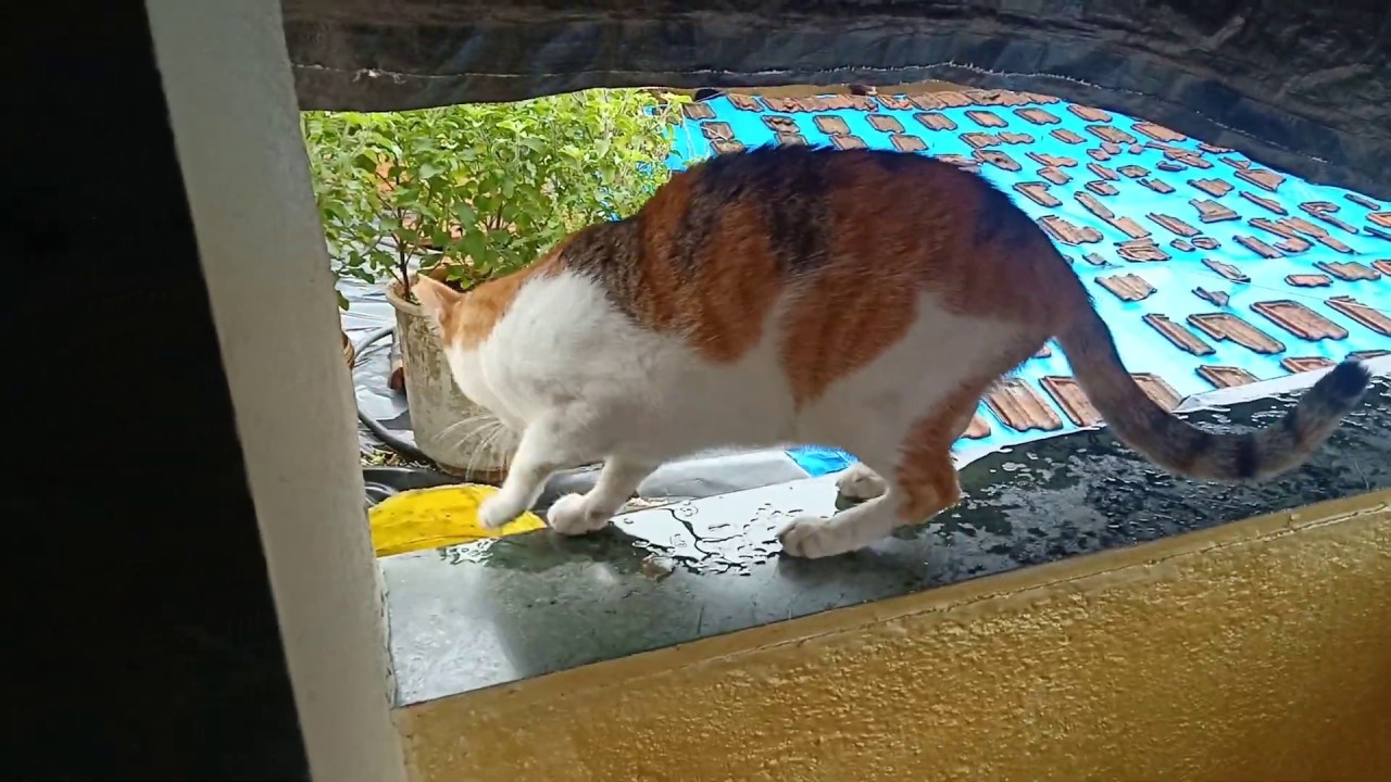 Cat 🐈 angry with meow - YouTube