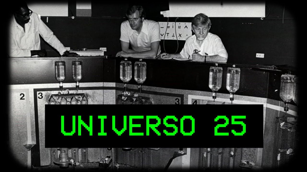 El experimento "Universo 25" y lo que demostró sobre los seres humanos ...