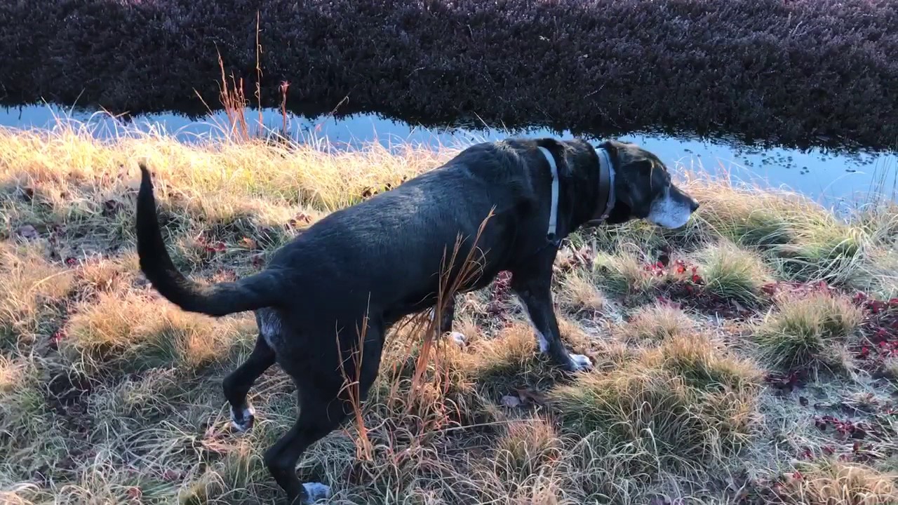 Bog Dog Vid 3 - YouTube