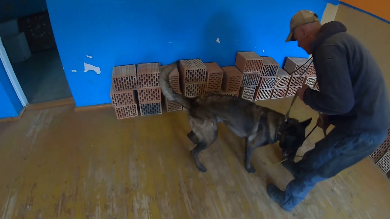 DUAL PURPOSE DOG TAK SIE TO ROBI ,,K9 REX POLSKA '' !!! - YouTube