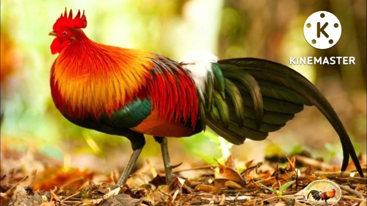 suab qaib qua zoo :13/9/2022 - YouTube