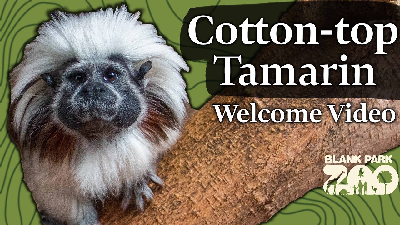 Cotton-top Tamarin | Welcome to Blank Park Zoo - YouTube