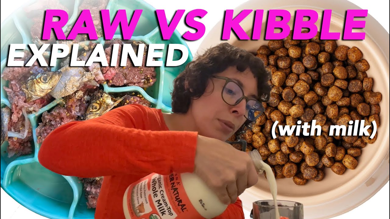 Kibble vs. Raw Dog Food: Breaking Down Cost, Protein, and Nutrition ...