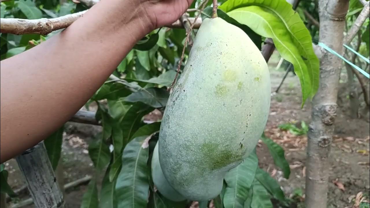 Mangga Mahatir masak dipohon - YouTube