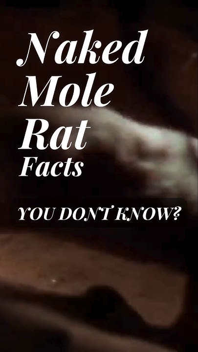 Superpower of Naked Mole Rats: Immune to Cancer! #facts #animals # ...