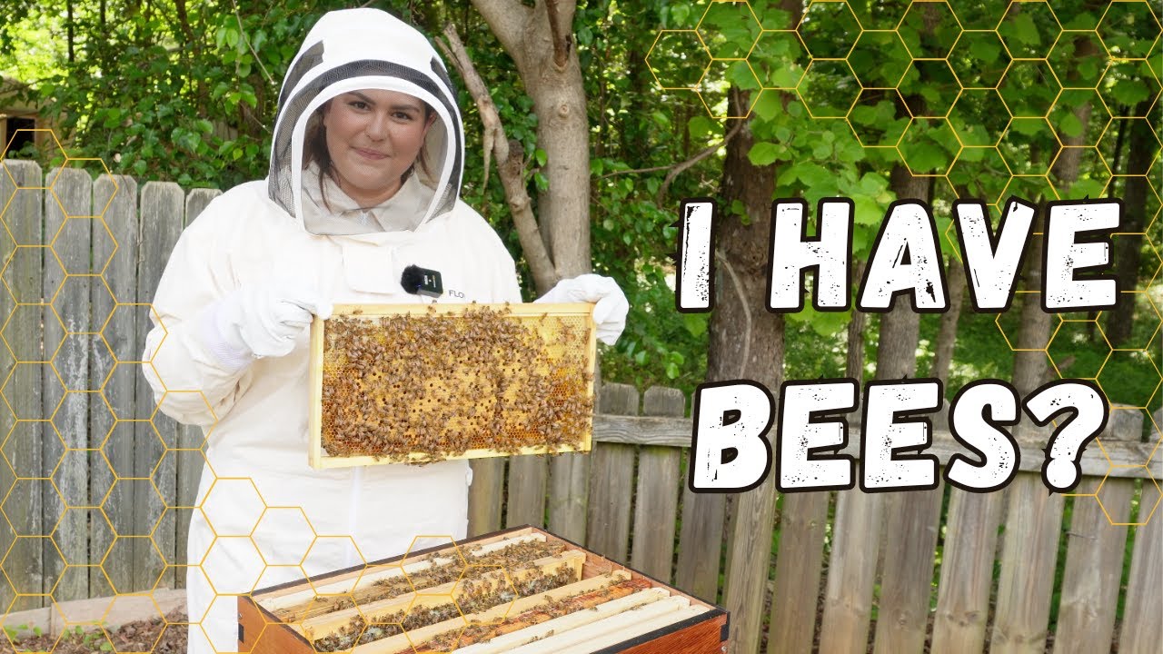 my first week of beekeeping vlog | first hive inspection - YouTube