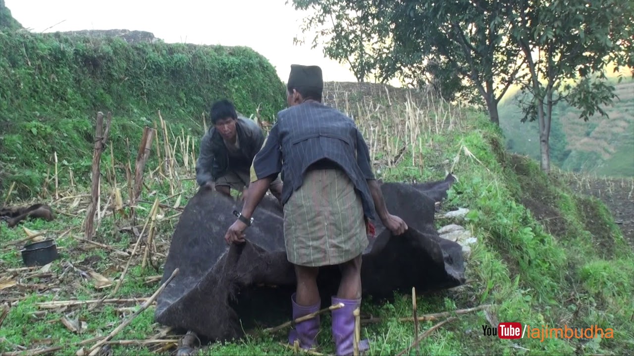 preparation for wool shearing || sheep farm || village life || - YouTube