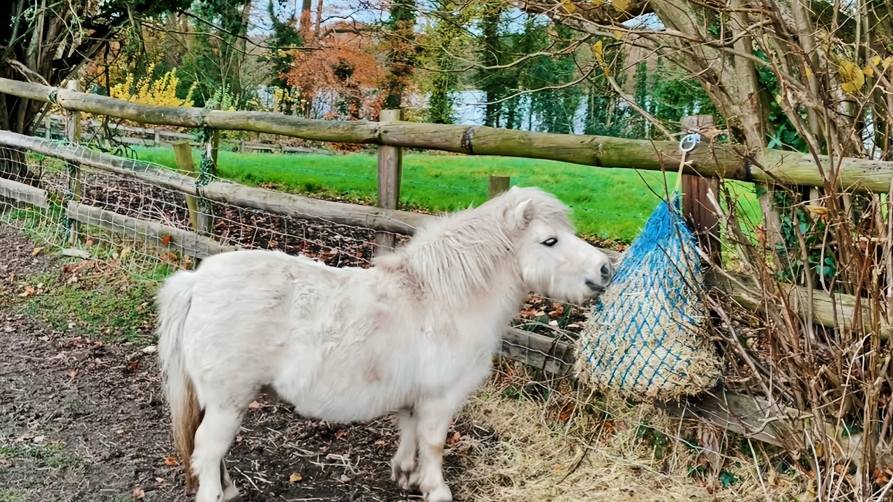 Cute Shetland Ponies: Calming Lake View paddock to relaxing music. # ...