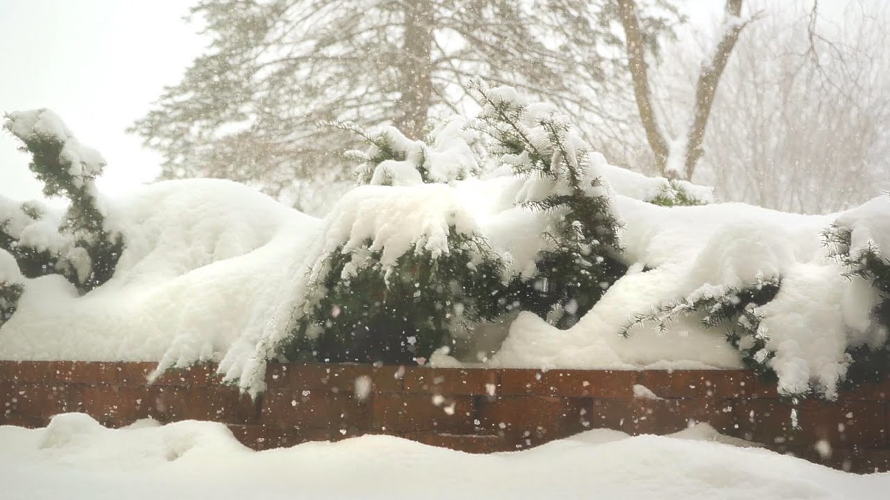 Snowing Background No music Relaxing Snow video Snowfall Snowflakes ...