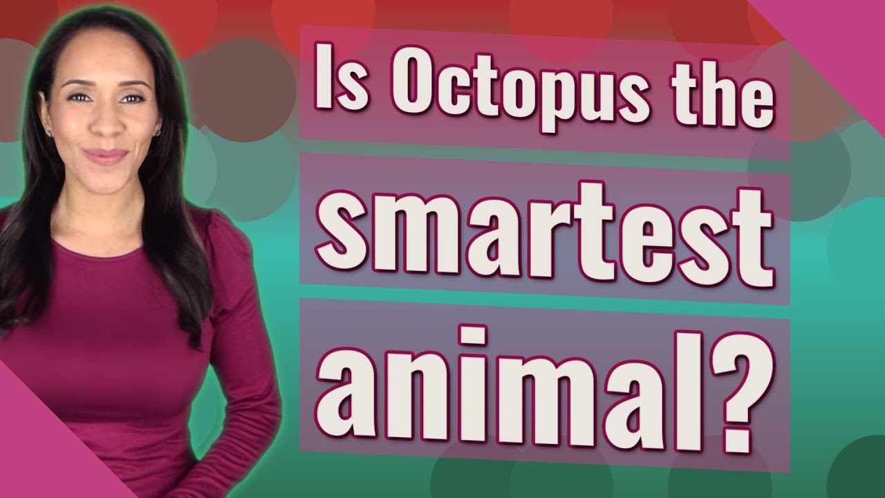 Is Octopus the smartest animal? - YouTube